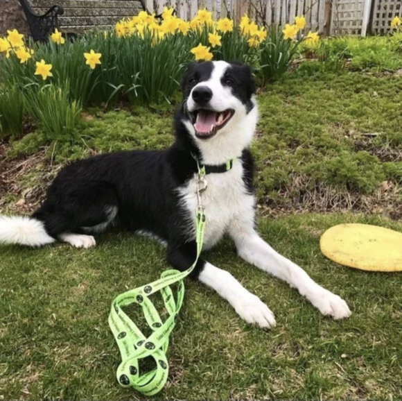 Everything Pets Posh Party on Poshmark